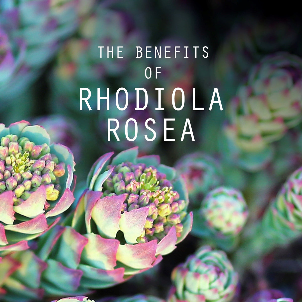 The benefits of Rhodiola Rosea | Adaptogen Supplement | Finland Forest ...