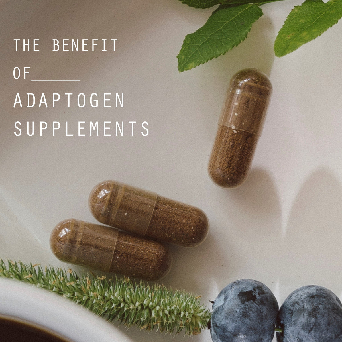 The Benefit of Adaptogen Supplements | Forest Spa Finland